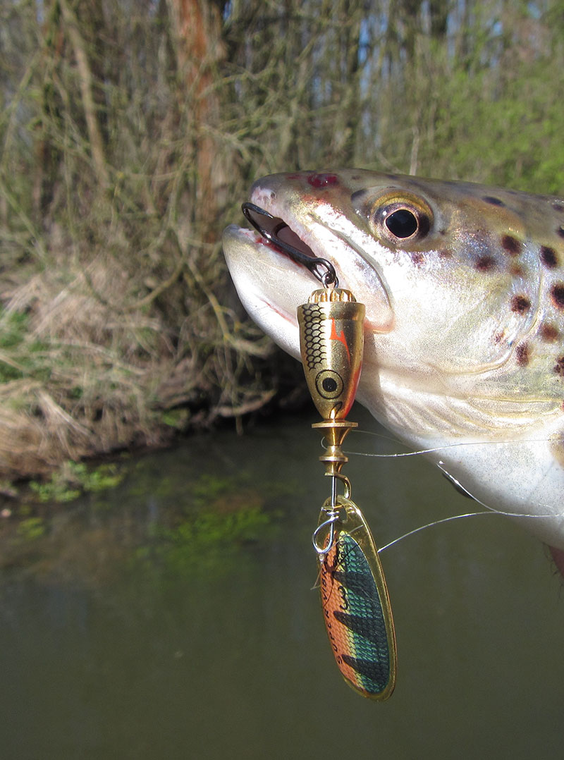 perch-forelle | Barsch-Alarm | Barsch-Alarm - das größte Angelforum für ...
