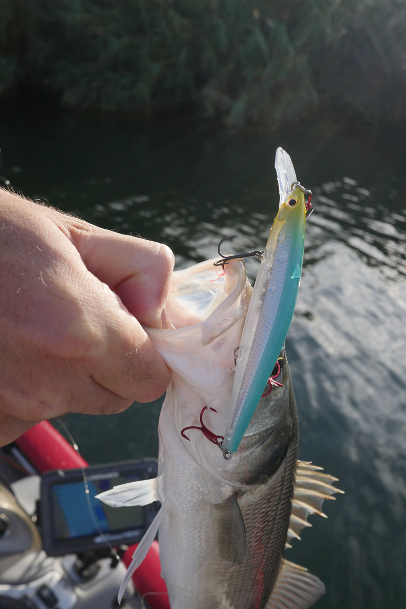 shadow-rapper | Barsch-Alarm | Barsch-Alarm - das größte Angelforum für ...