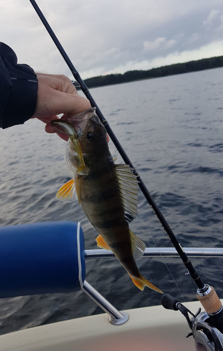 Praxistest: Yasei LTD Perch Crankbait | Barsch-Alarm - das größte ...